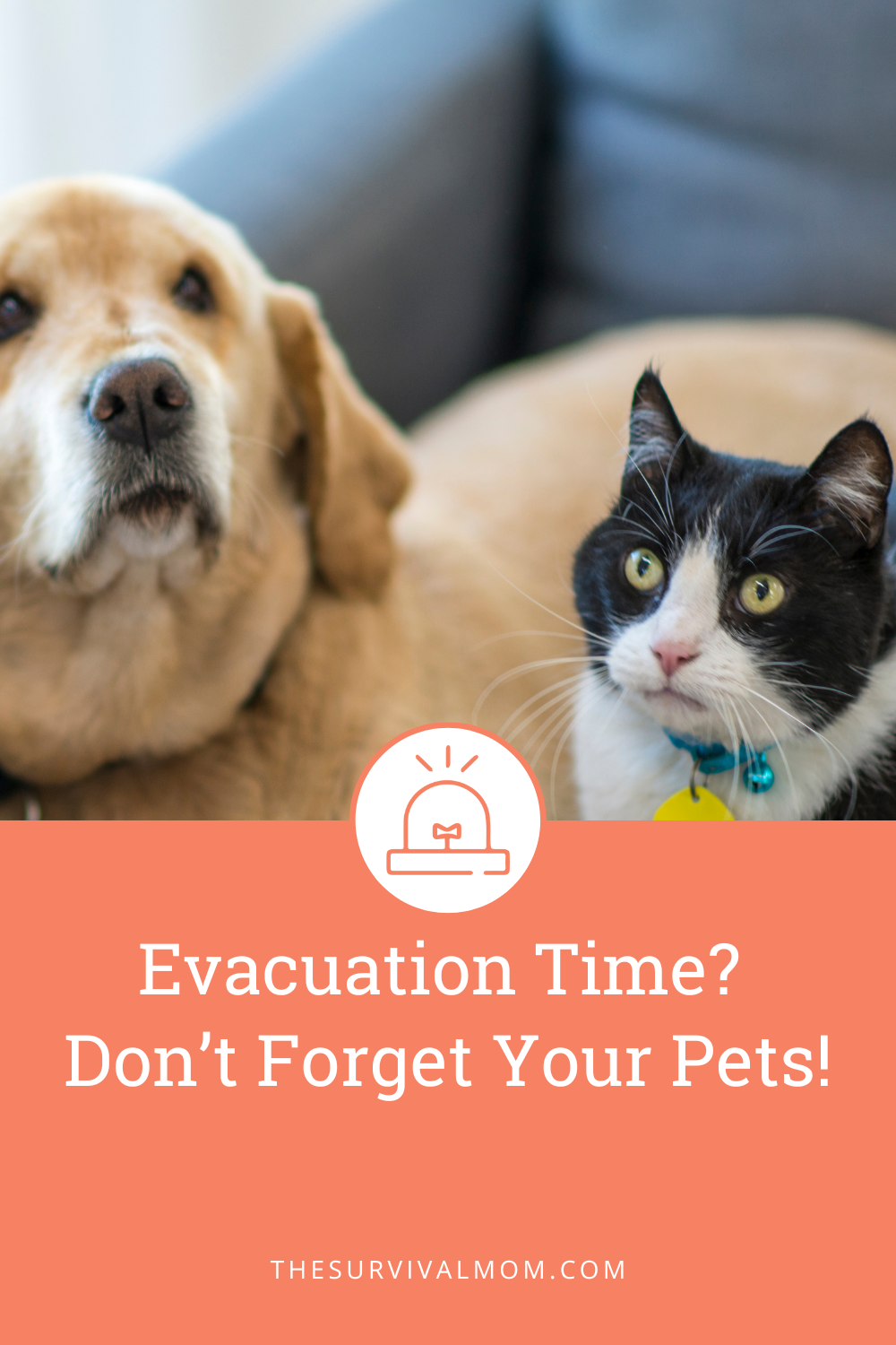 Evacuation Time? Don't Forget Your Pets! - The Survival Mom