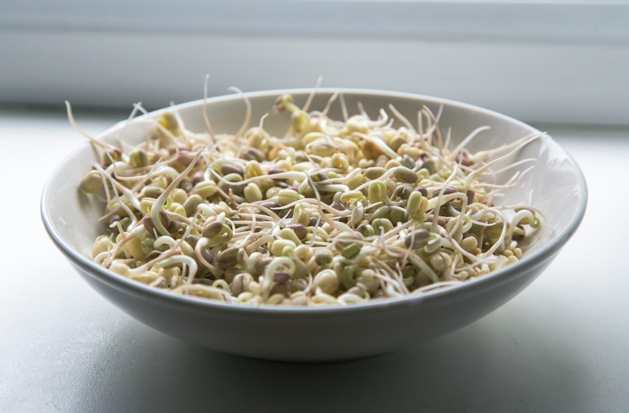 How to Sprout Seeds: A Simple Guide for Beginners- Survival Mom