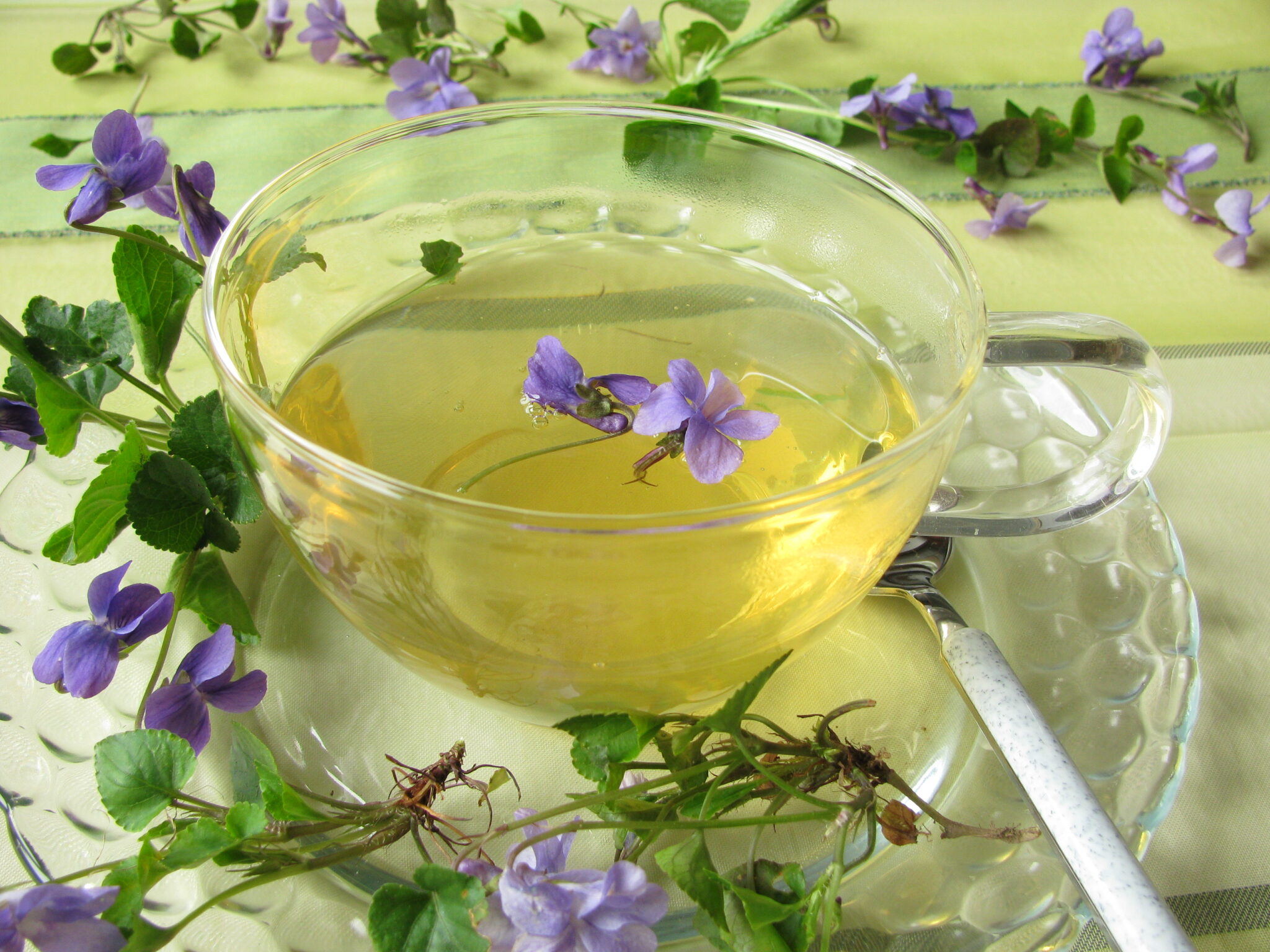 How to Make Wild Violet Tea - The Survival Mom