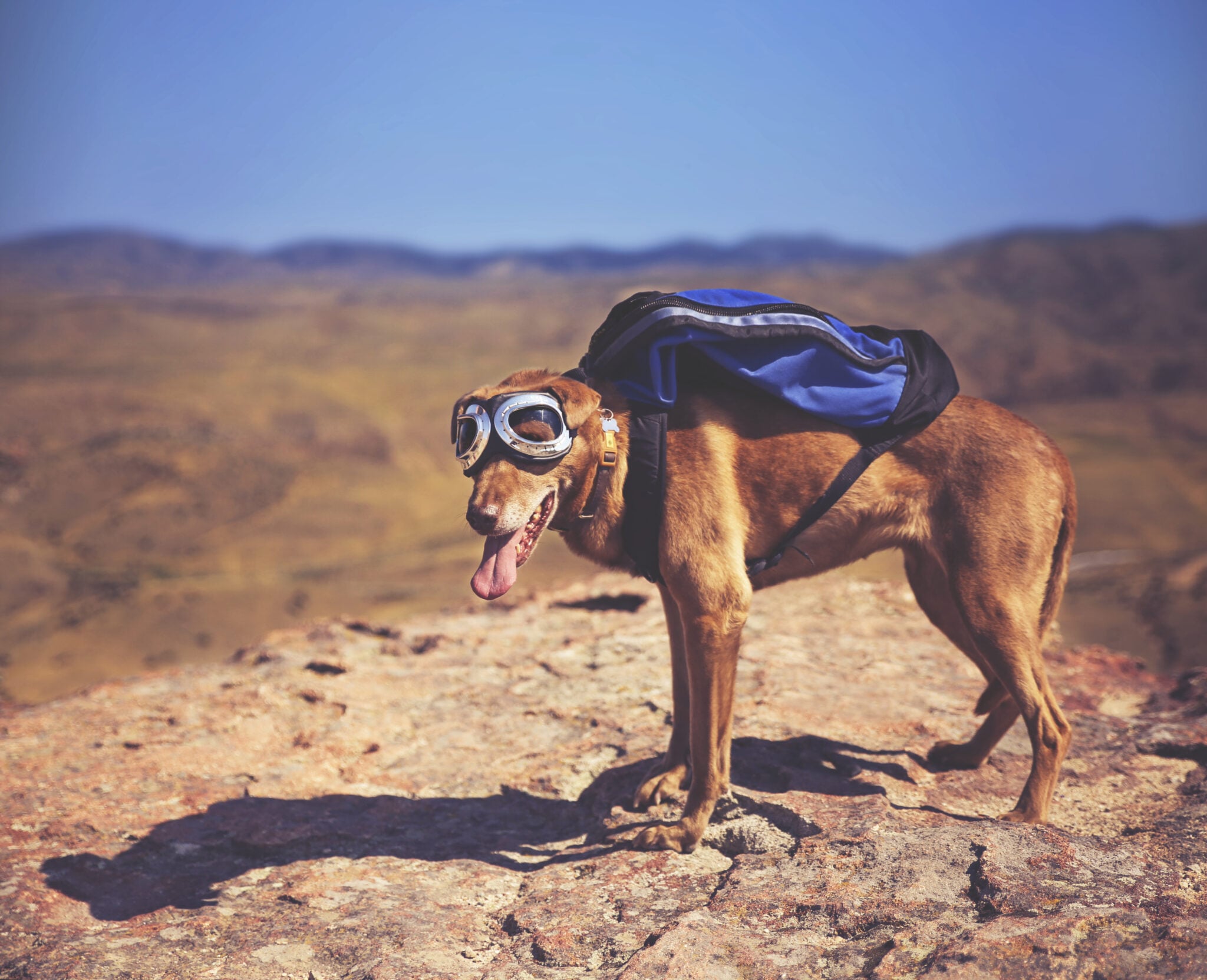 Protect Your Pet In Emergencies With A Pet Evacuation Kit - Survival Mom