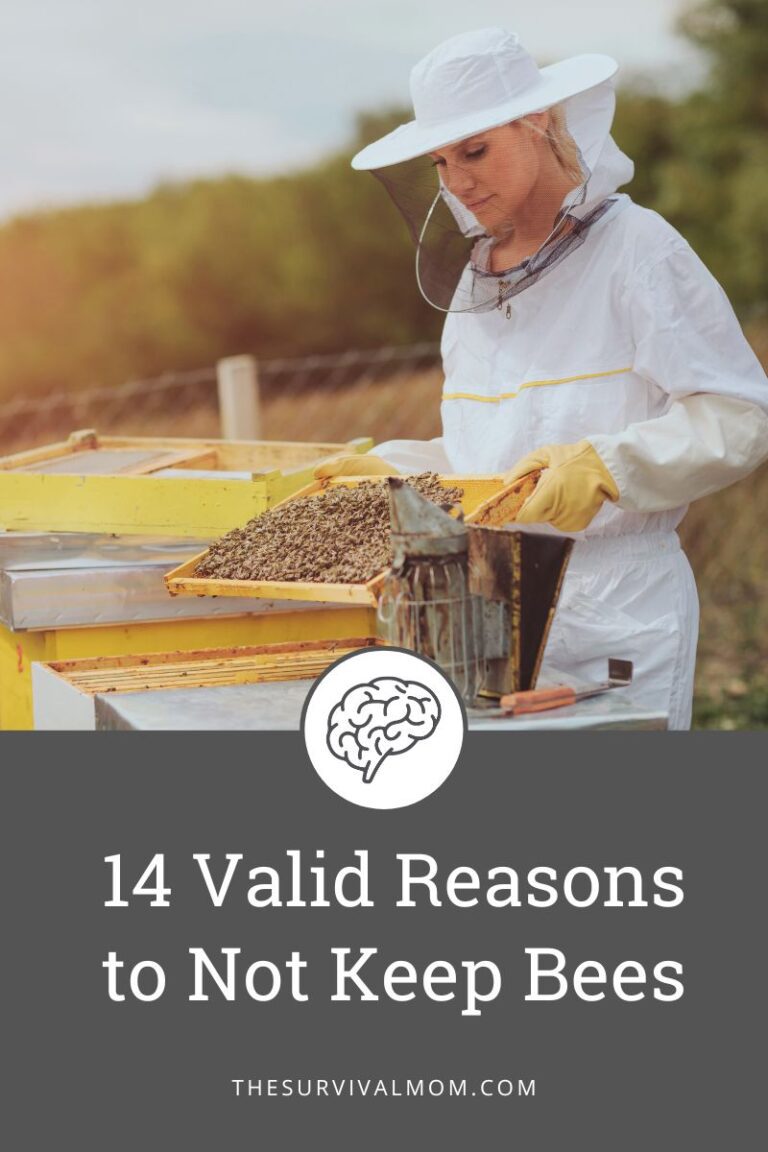 14 Valid Reasons to NOT Keep Bees - Survival Mom
