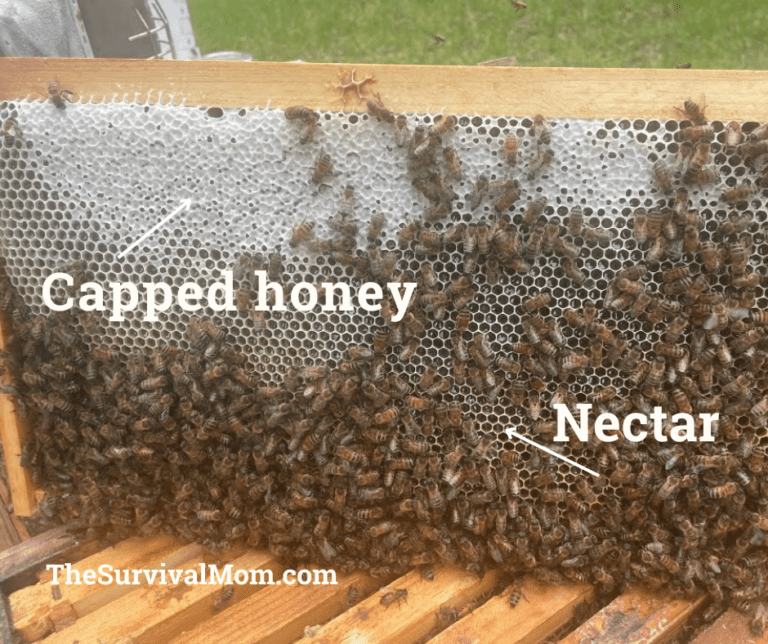 Beekeeping Realities: 14 Valid Reasons to NOT Keep Bees - The Survival Mom