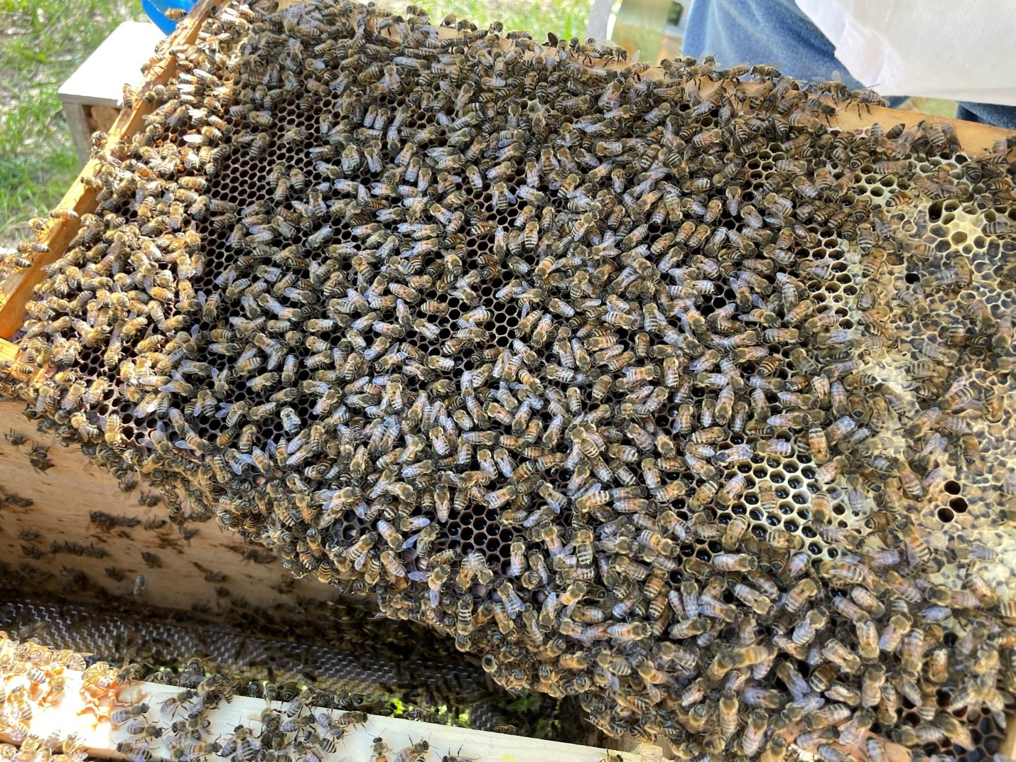 Beekeeping Realities: 14 Valid Reasons to NOT Keep Bees - The Survival Mom