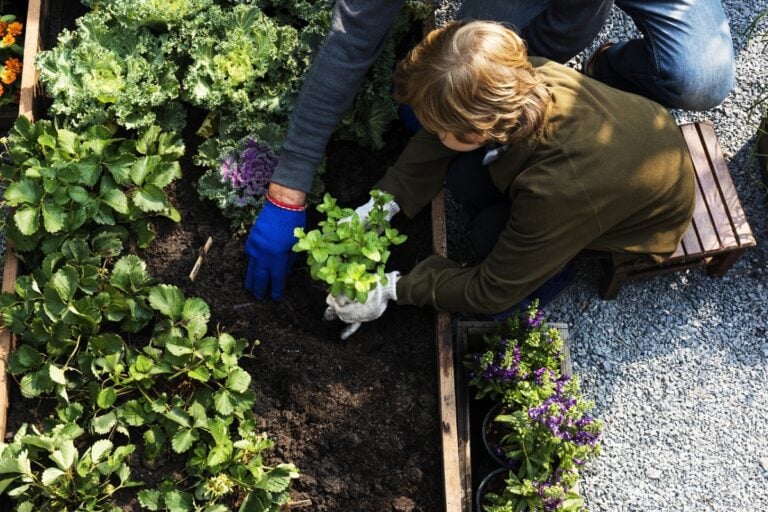 Backyard Farming for Beginners: Grow Food, Keep Bees, and Raise ...