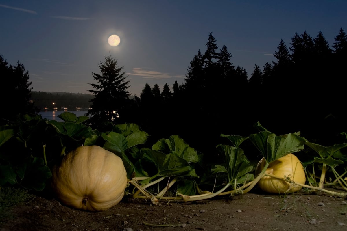 Lunar Gardening: Using the Moon's Phases to Plan Your Garden - The ...