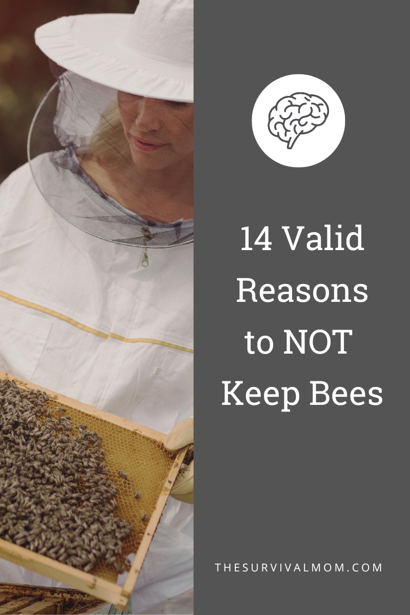 Beekeeping Realities: 14 Valid Reasons to NOT Keep Bees - The Survival Mom