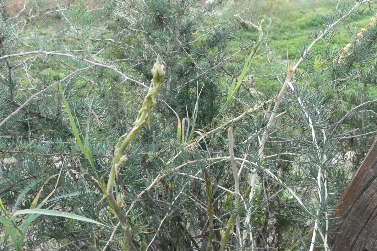 How to Forage and Harvest Wild Asparagus - The Survival Mom