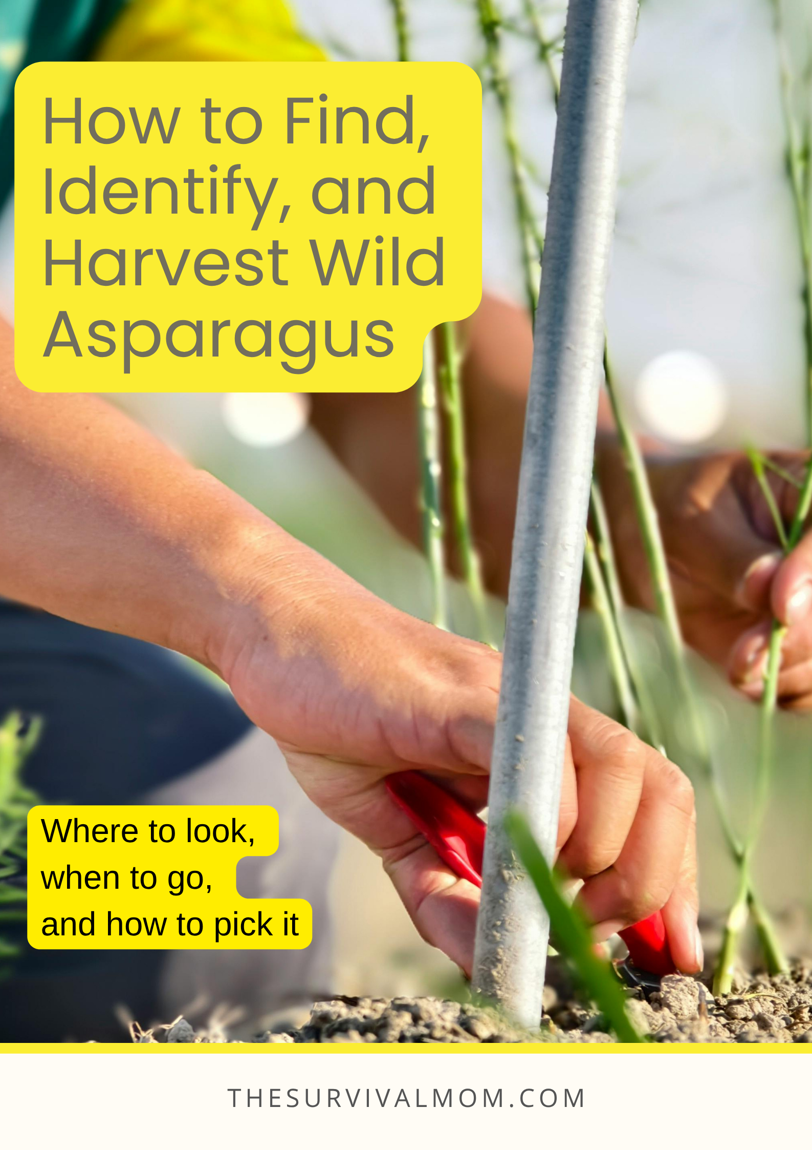 How to Find, Identify, and Harvest Wild Asparagus - The Survival Mom