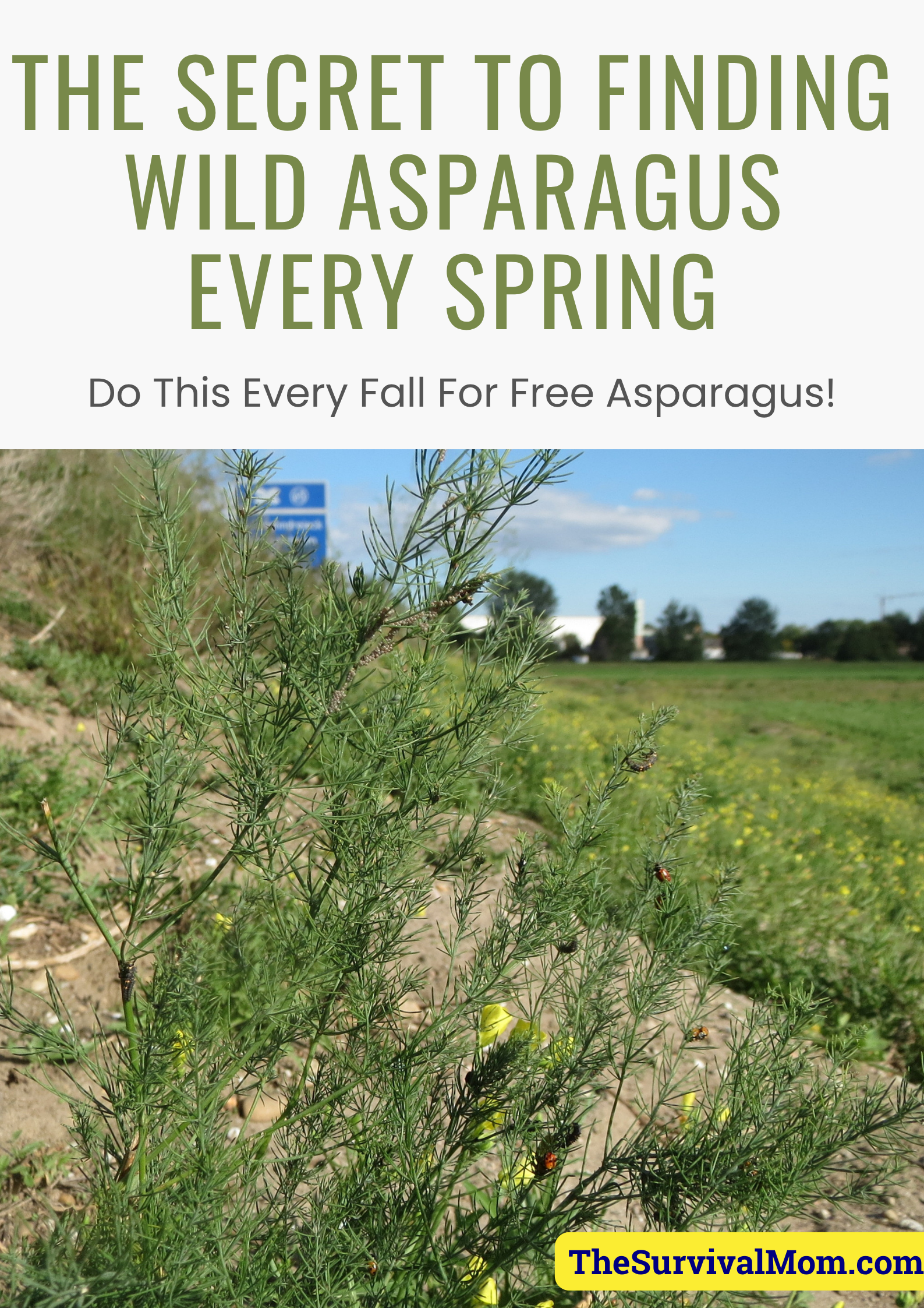 How to Find, Identify, and Harvest Wild Asparagus - The Survival Mom