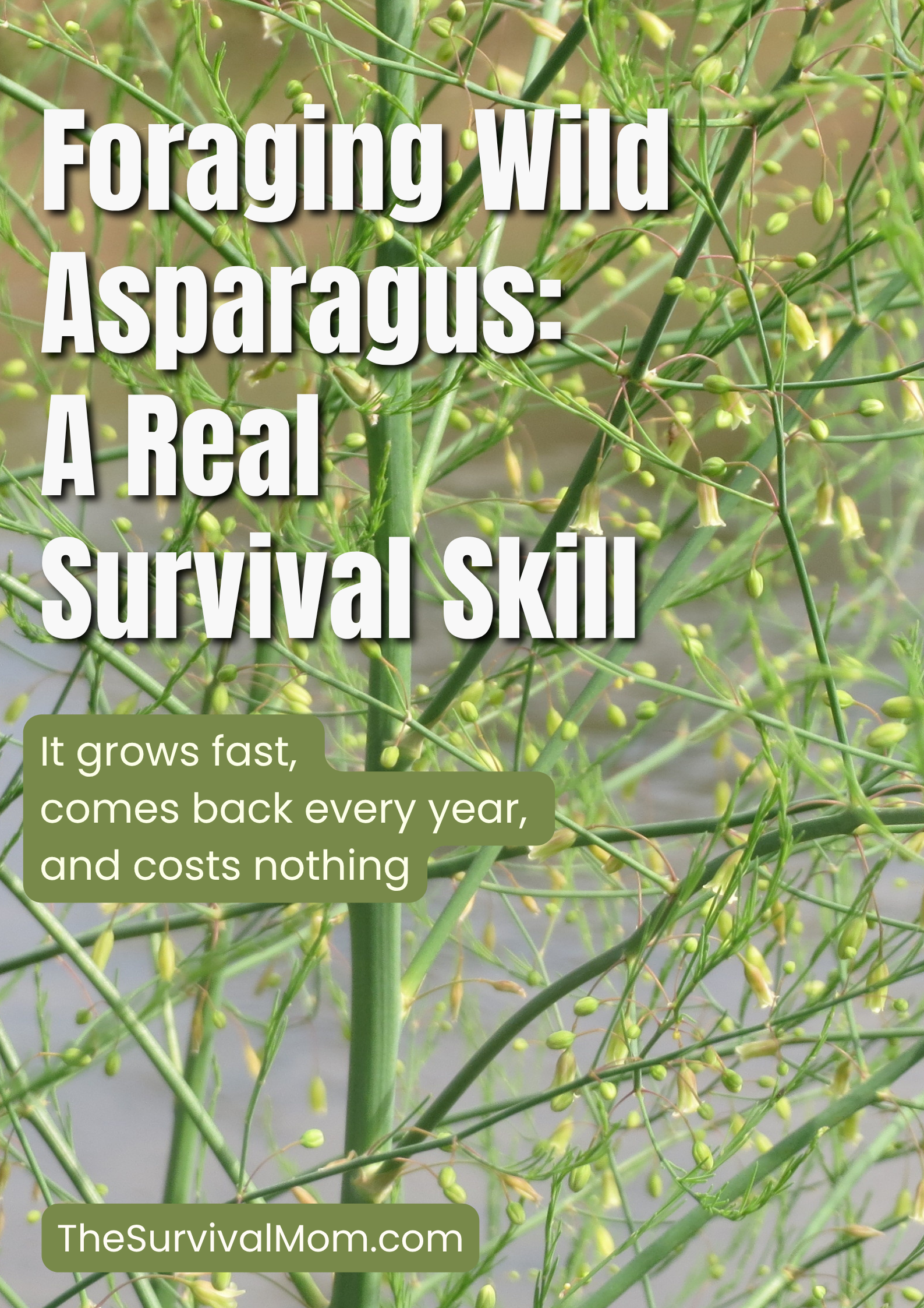 How to Find, Identify, and Harvest Wild Asparagus - The Survival Mom