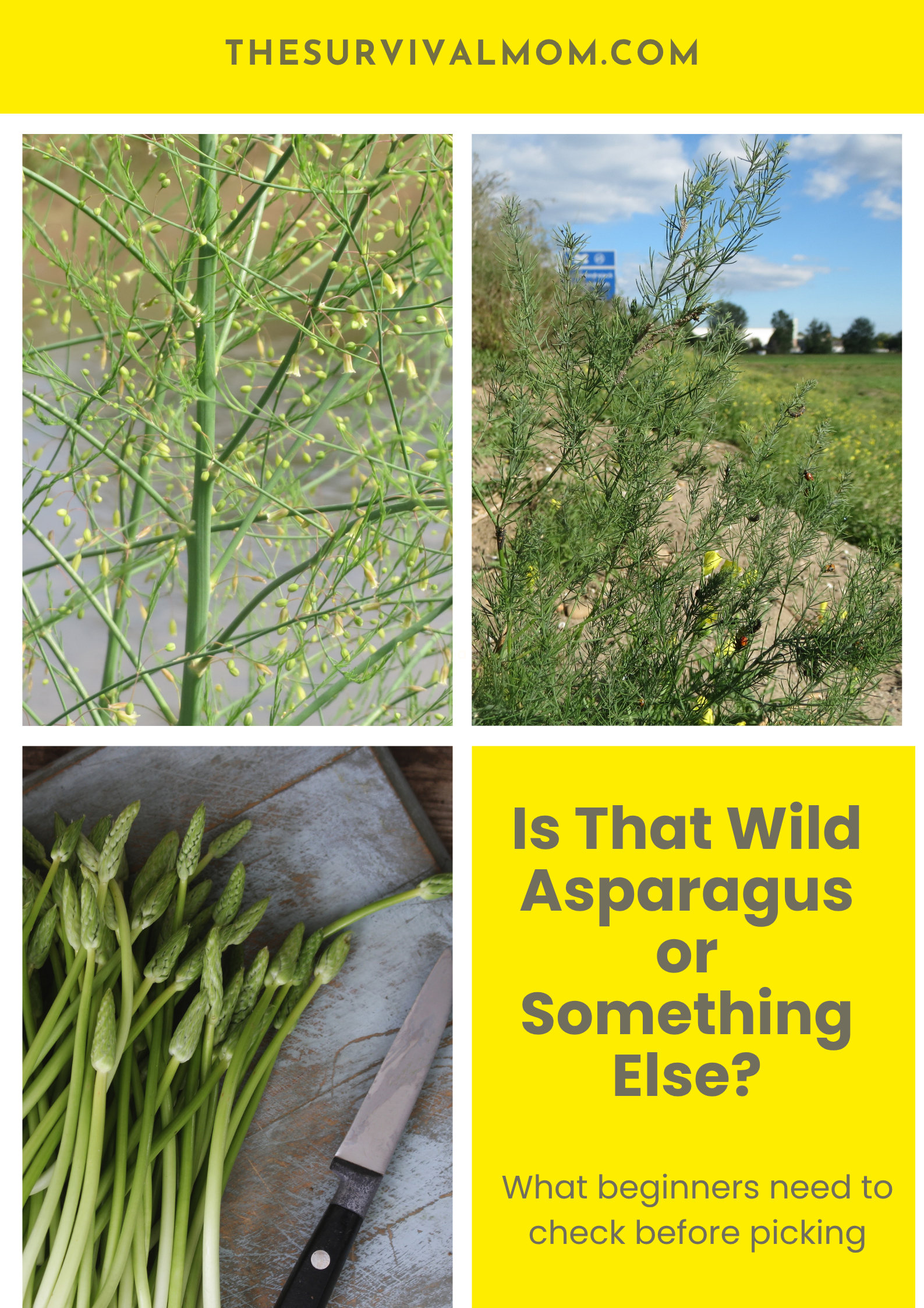 How to Find, Identify, and Harvest Wild Asparagus - The Survival Mom