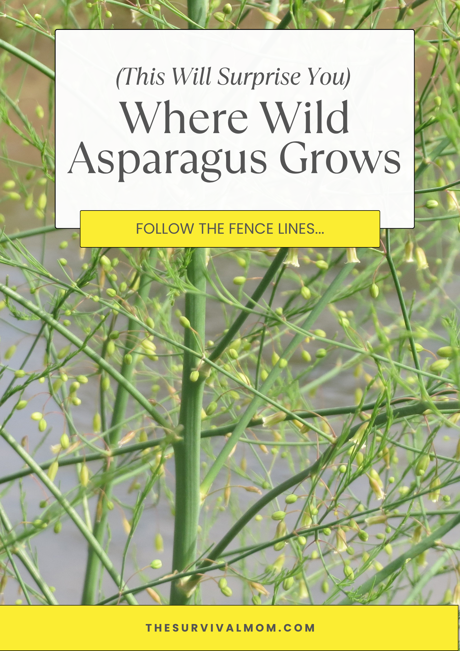 How to Find, Identify, and Harvest Wild Asparagus - The Survival Mom